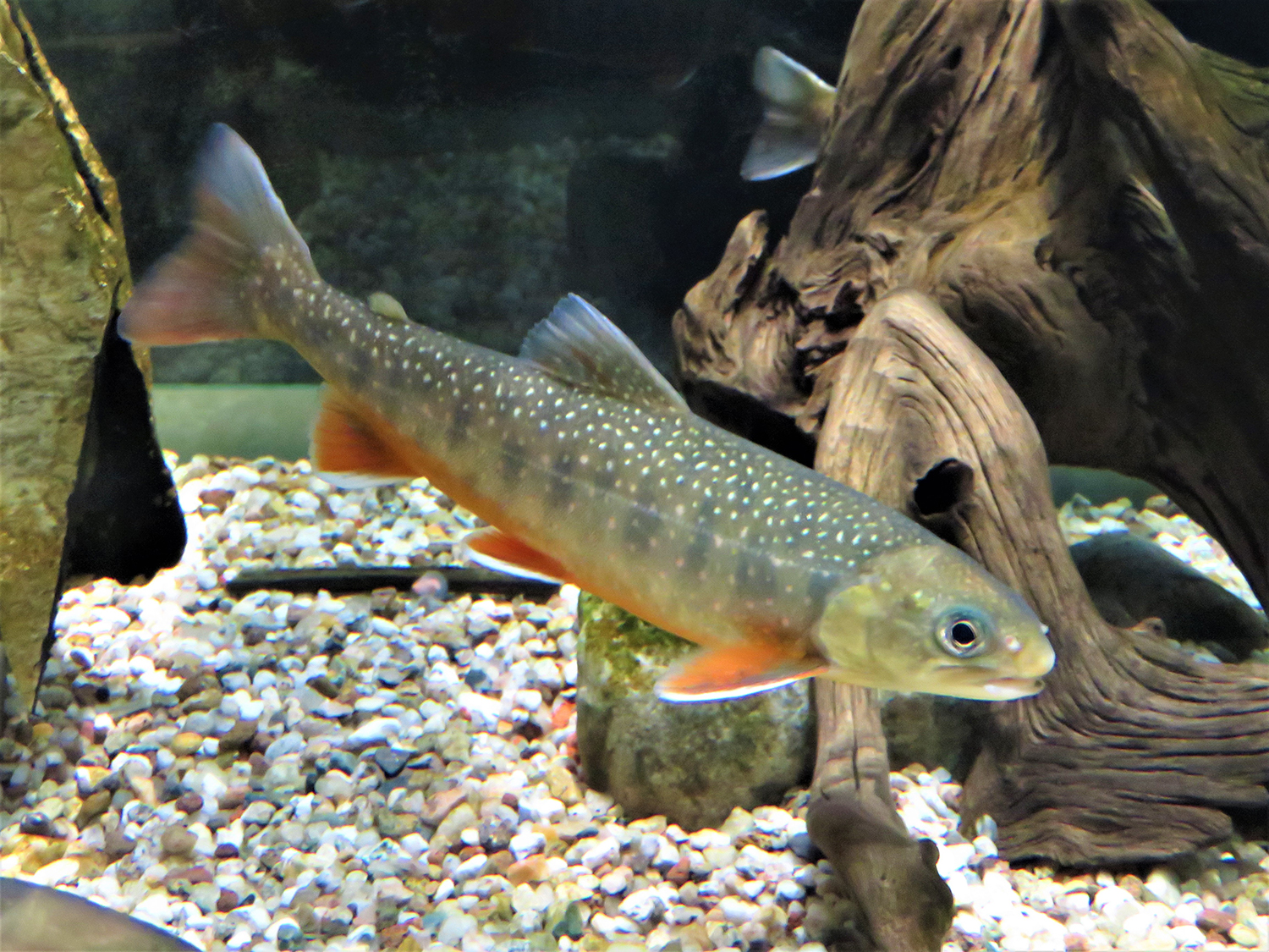 Arctic Char Spawning