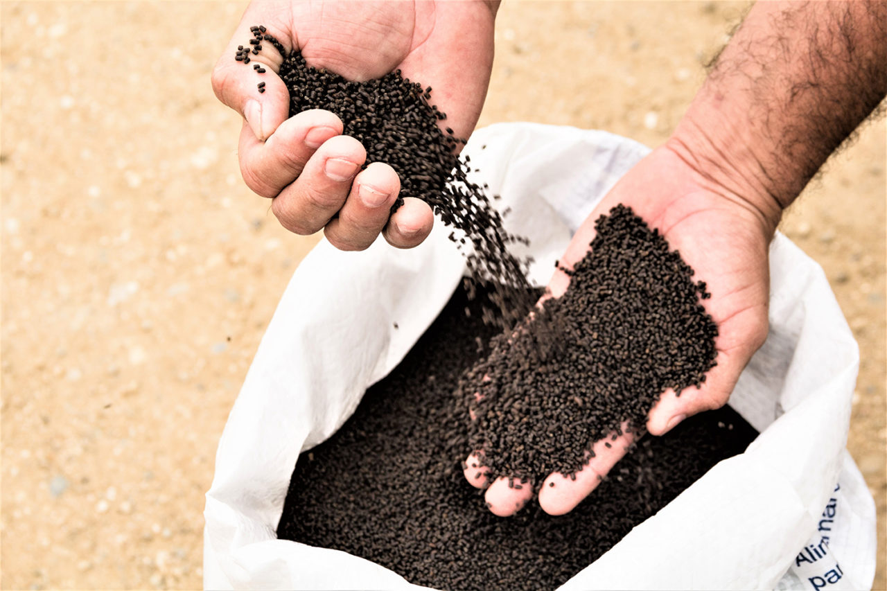 Extruded feeds combined with acoustic feeding technology maximizes ...