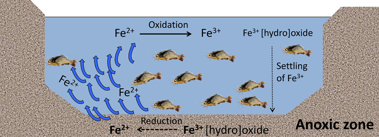 Implications of excessive water iron to fish health and some mitigation ...