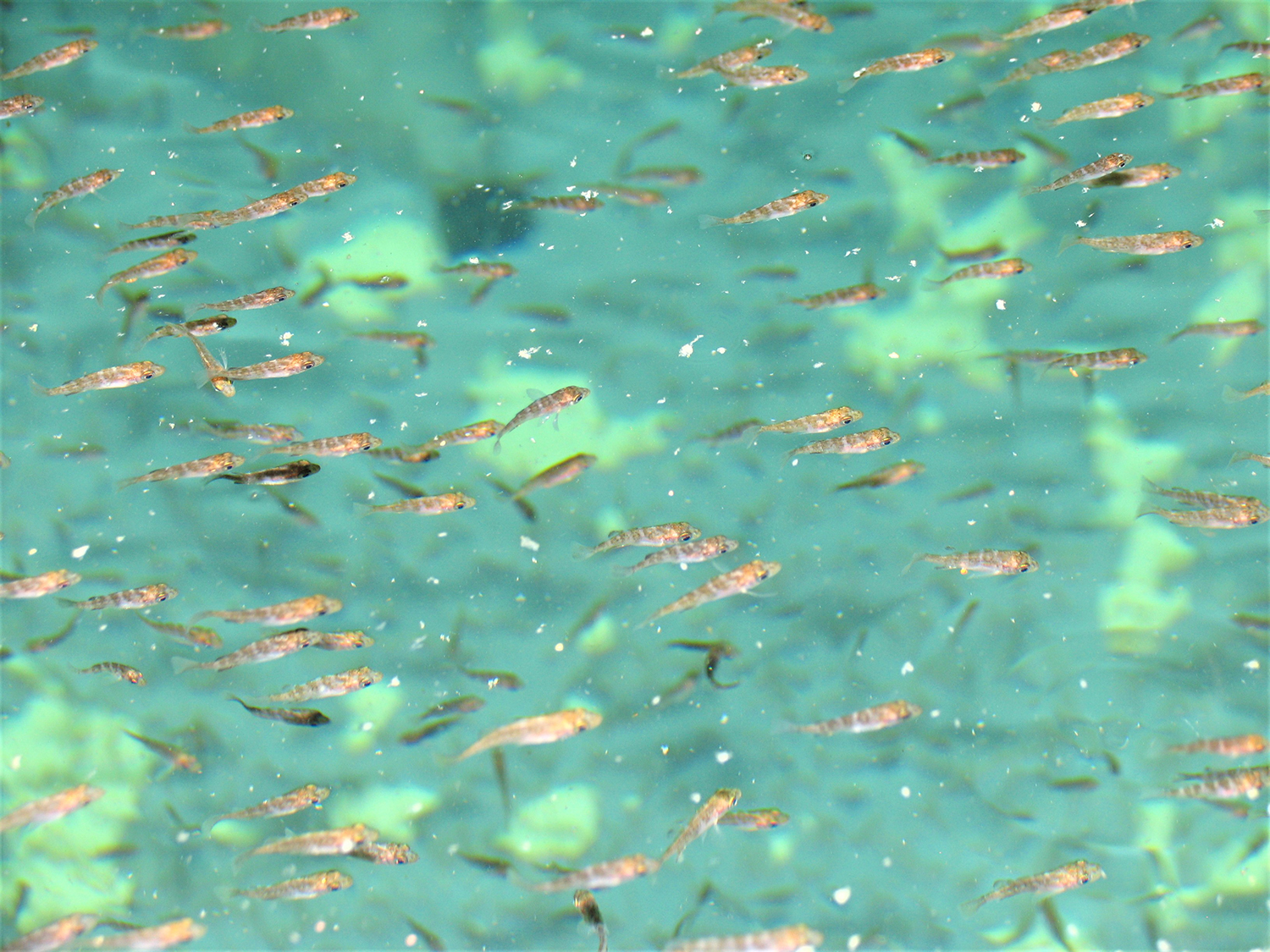Implications of excessive water iron to fish health and some mitigation ...