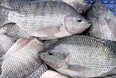 First full reference genome for a genetically improved tilapia strain ...
