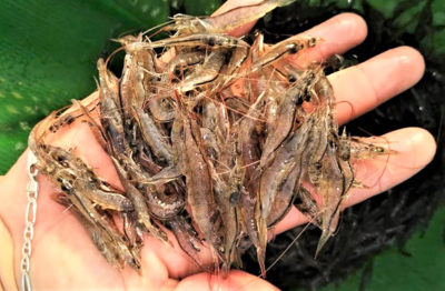 Gut microbiota modulation of Pacific white shrimp by dietary inclusion ...