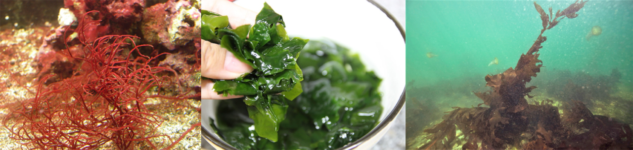 Assessing the effect of four macroalgae inclusions in diets of Pacific ...