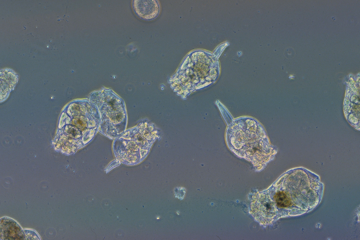 Rotifers