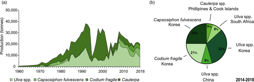 Green macroalgae aquaculture and its underexploited potential ...