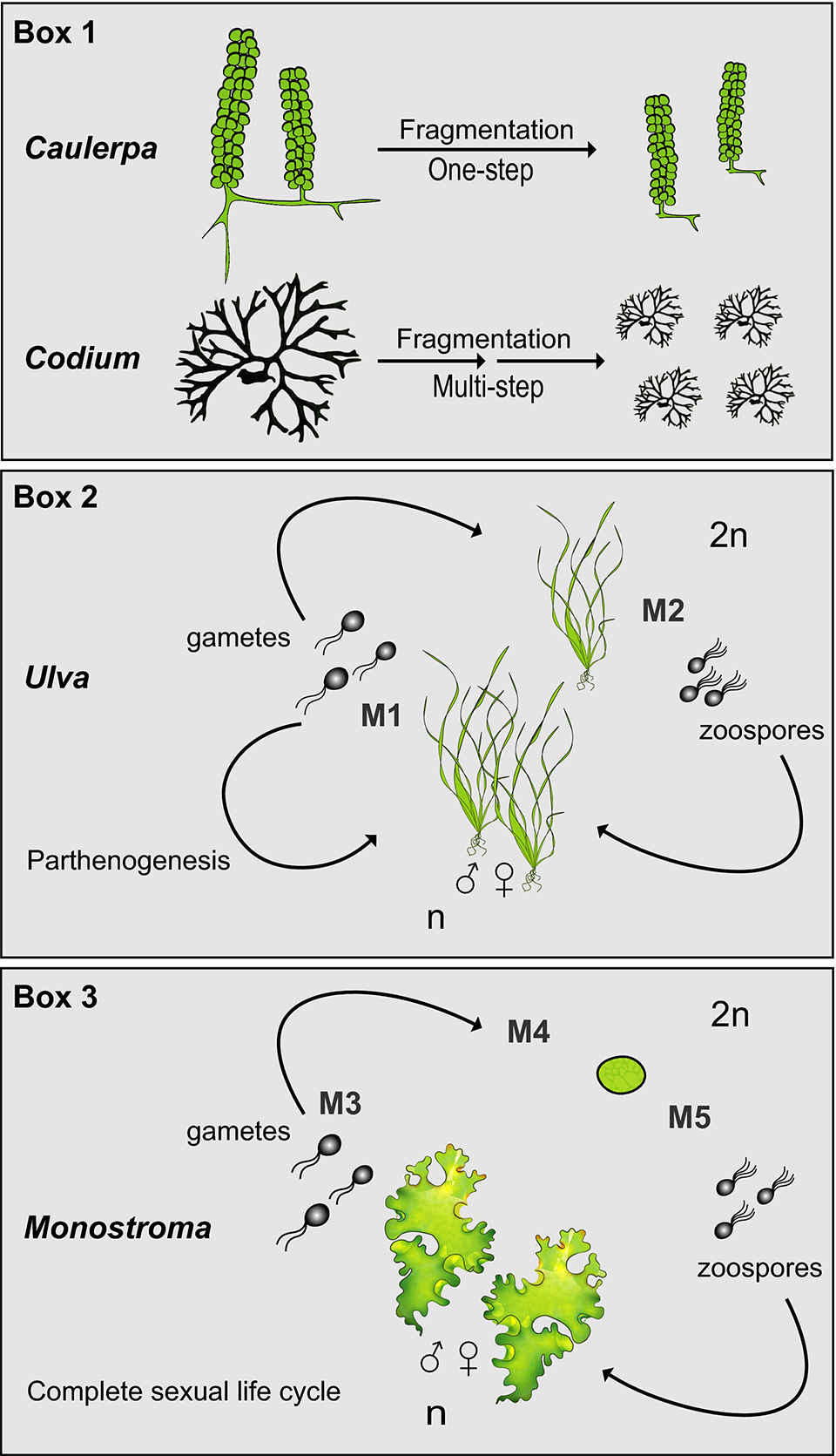 Green macroalgae aquaculture and its underexploited potential ...