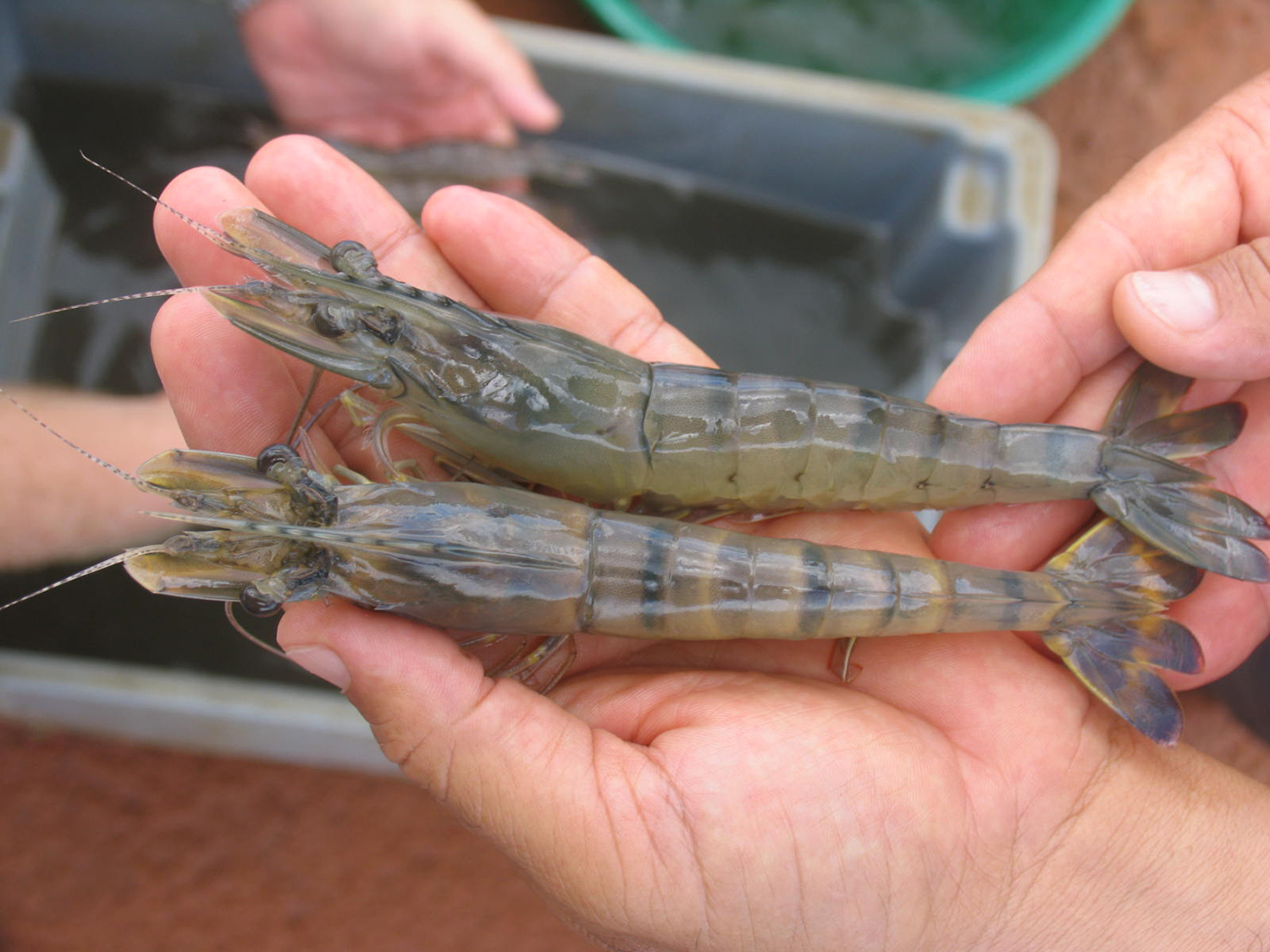 New circular DNA vaccines and heritable, anti-viral immunity possible ...