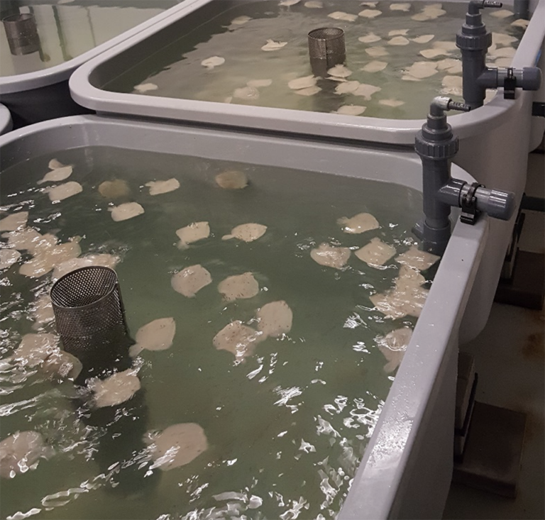 Novel formulations of aquafeeds use alternative ingredients based on ...