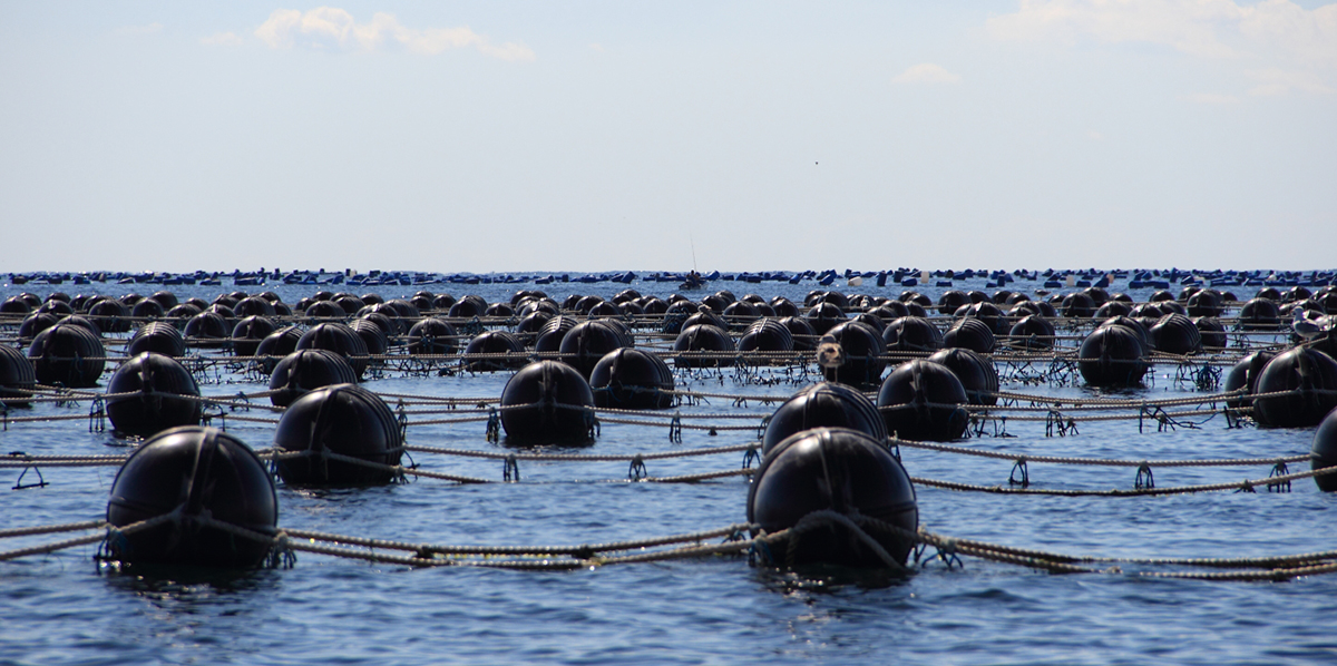 Precision bivalves: Integration of environmental data from diverse ...