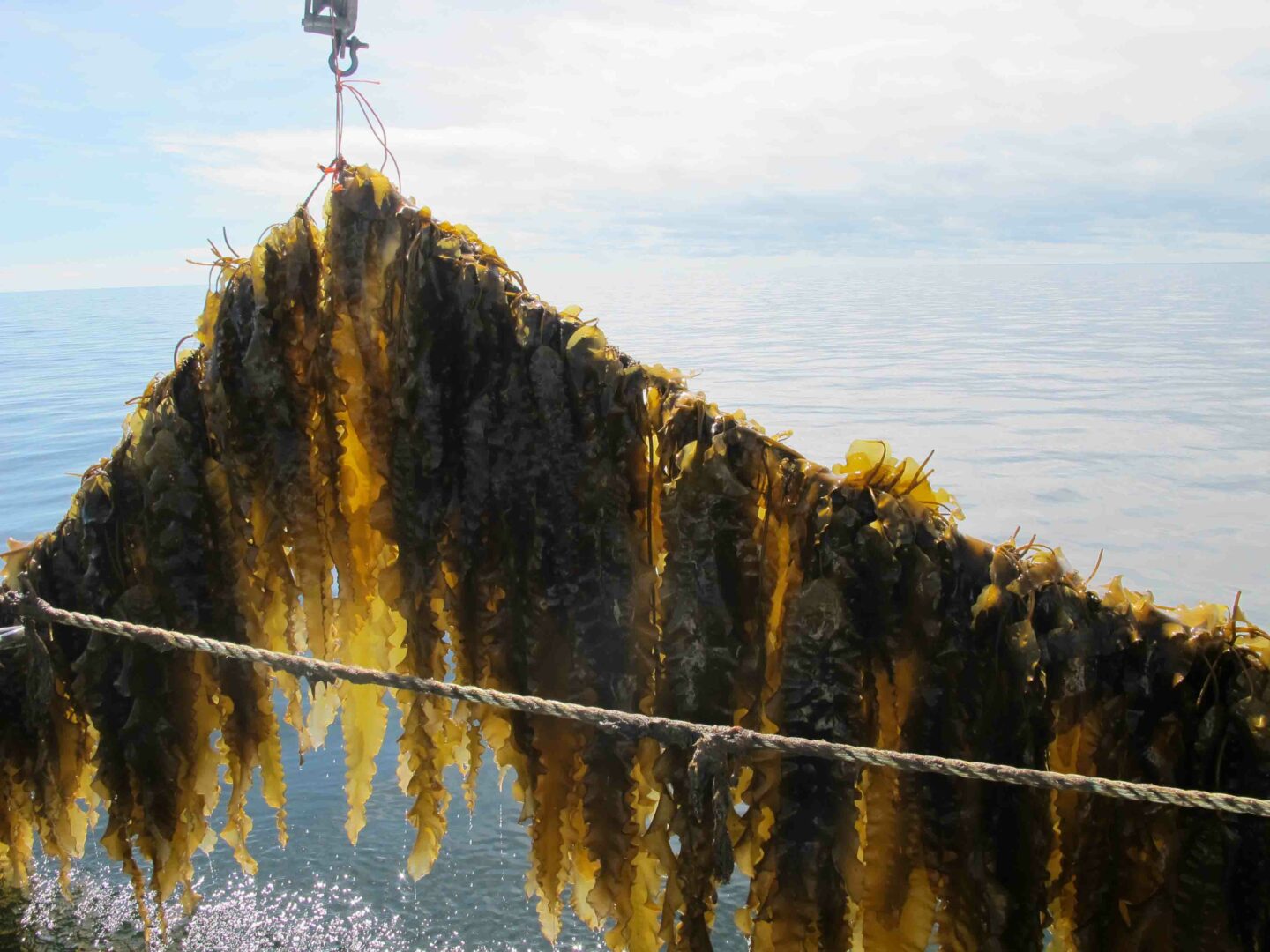 Pilot project cultivating kelp on shellfish leases demonstrates ...