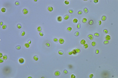 Sustainable feeds: Microalgae as a source of minerals in aquaculture ...