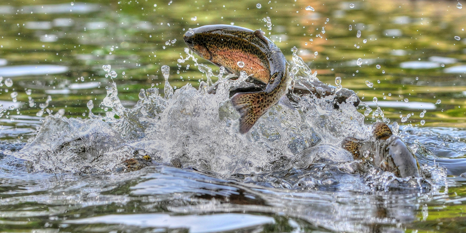 Trout might be the fish America needs right now - Responsible Seafood ...