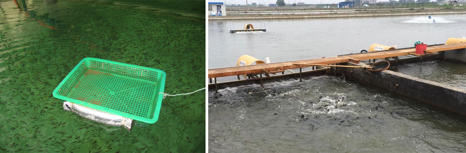 Potential application of plant-produced vaccines in aquaculture ...