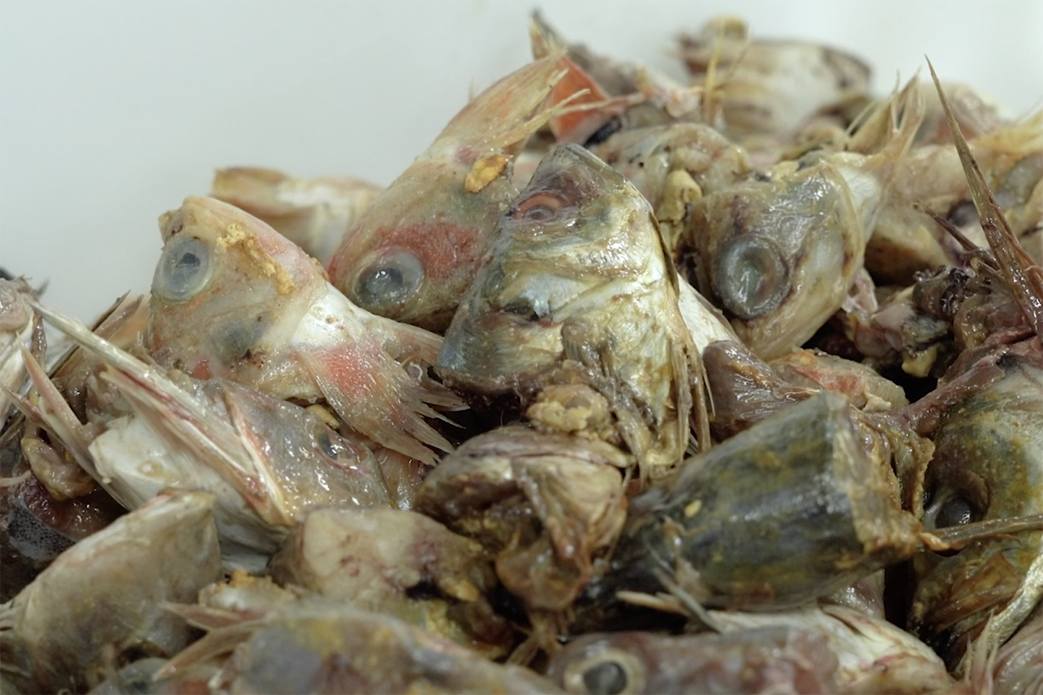 An introduction to circular economy principles in aquaculture ...