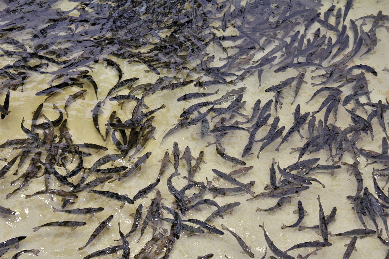 Assessing the effect of photoperiod manipulation on Atlantic salmon ...