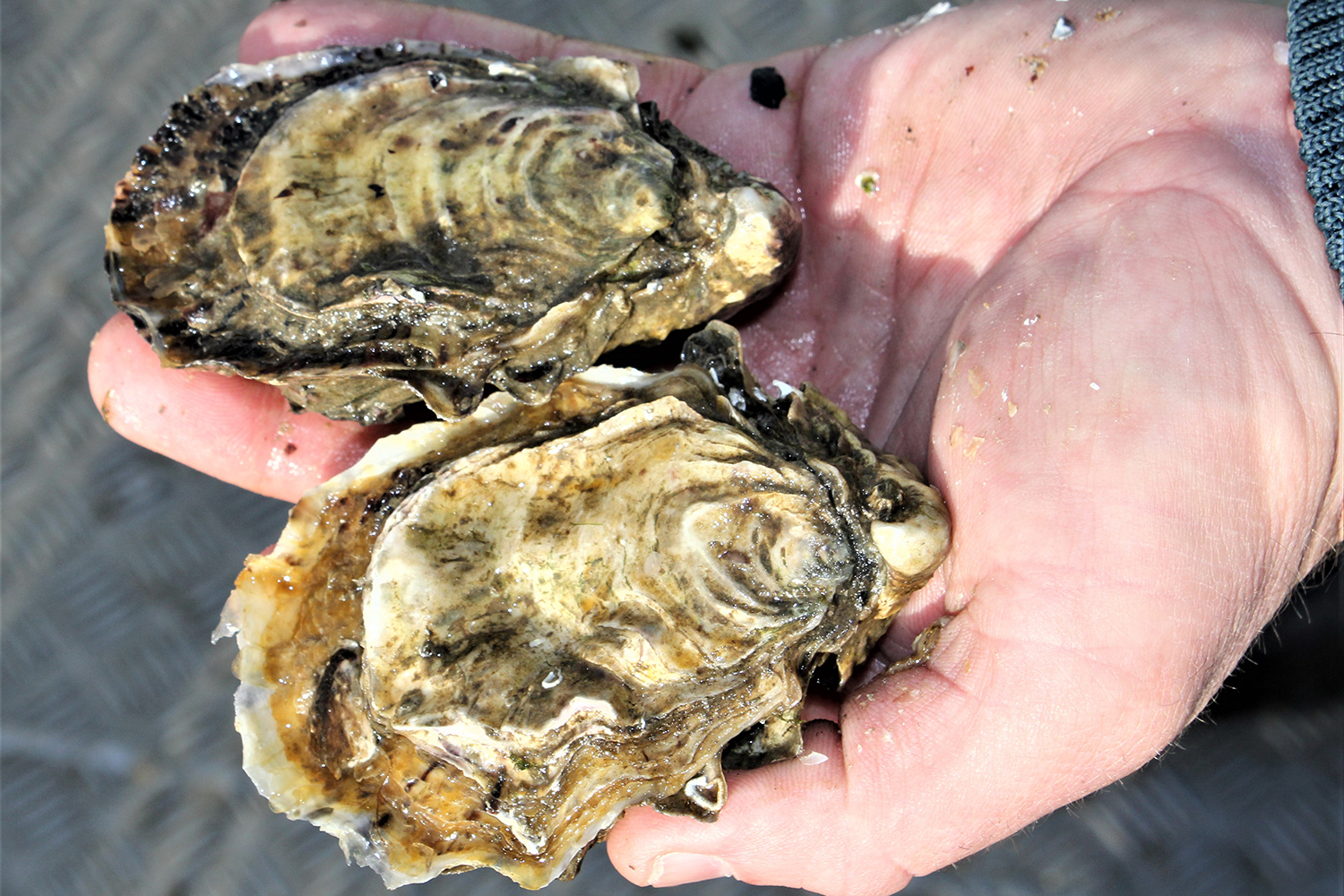 Fortifying shellfish with novel microencapsulated feeds could help ...