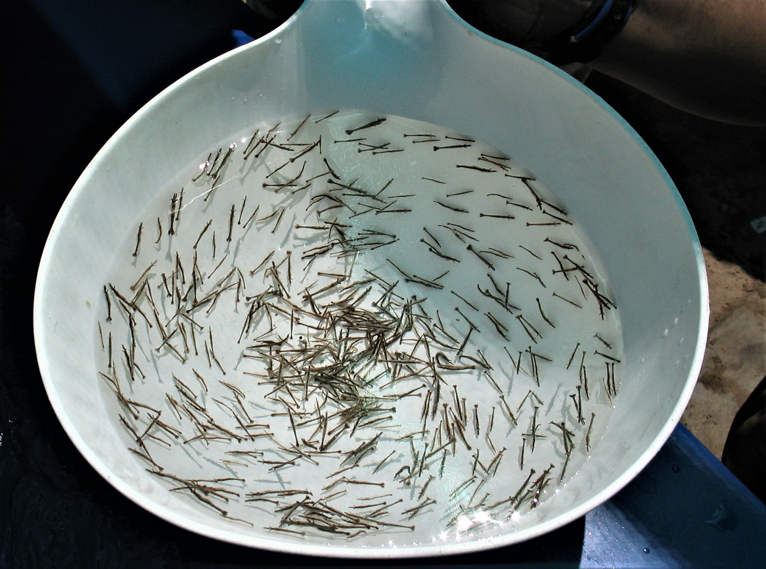 Colonización microbiana en las primeras etapas de desarrollo del ...