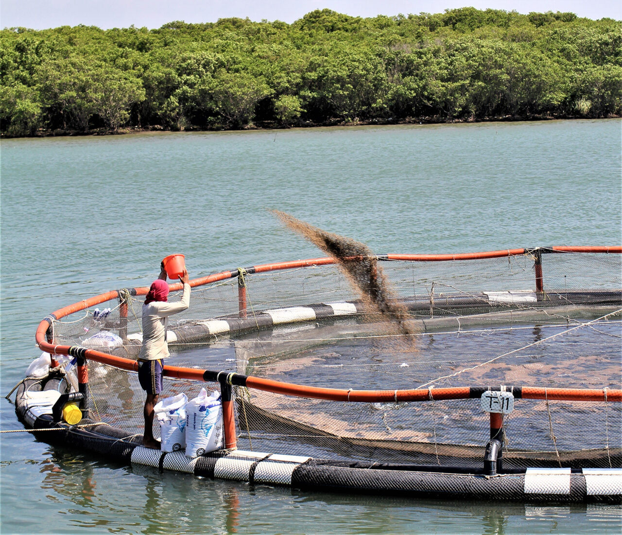 A low feed conversion ratio is the primary indicator of efficient ...