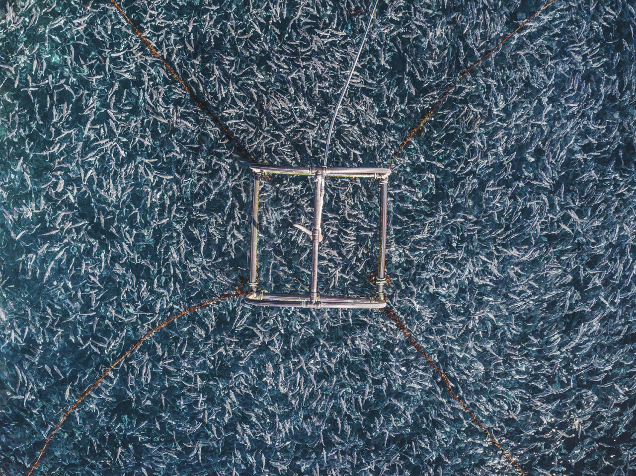 'AI ticks all the boxes' and is proving to be a perfect match for ...