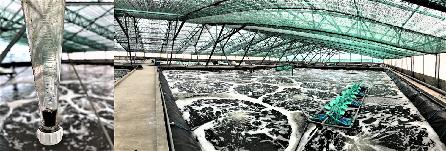 Collaboration drives innovations in super-intensive indoor shrimp ...