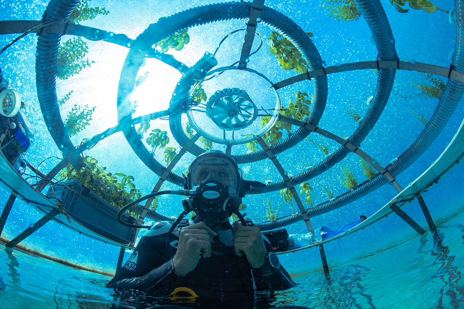 20,000 lettuces under the sea: Could underwater agriculture be the ...