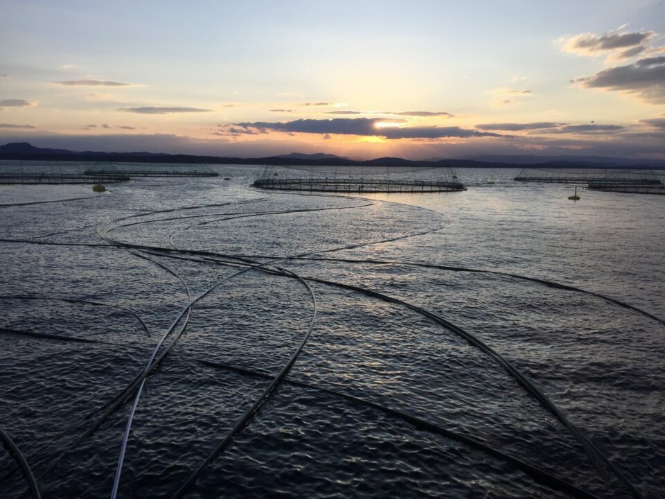 New tool enables continuous monitoring of fish farming operations ...