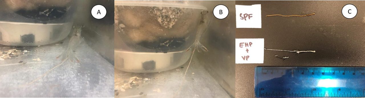 Study: White Feces Syndrome in shrimp can be caused by more than one ...