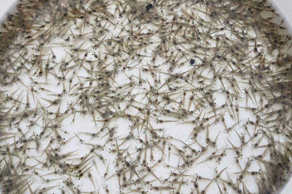Microencapsulated organic acids and salts can benefit Pacific white ...