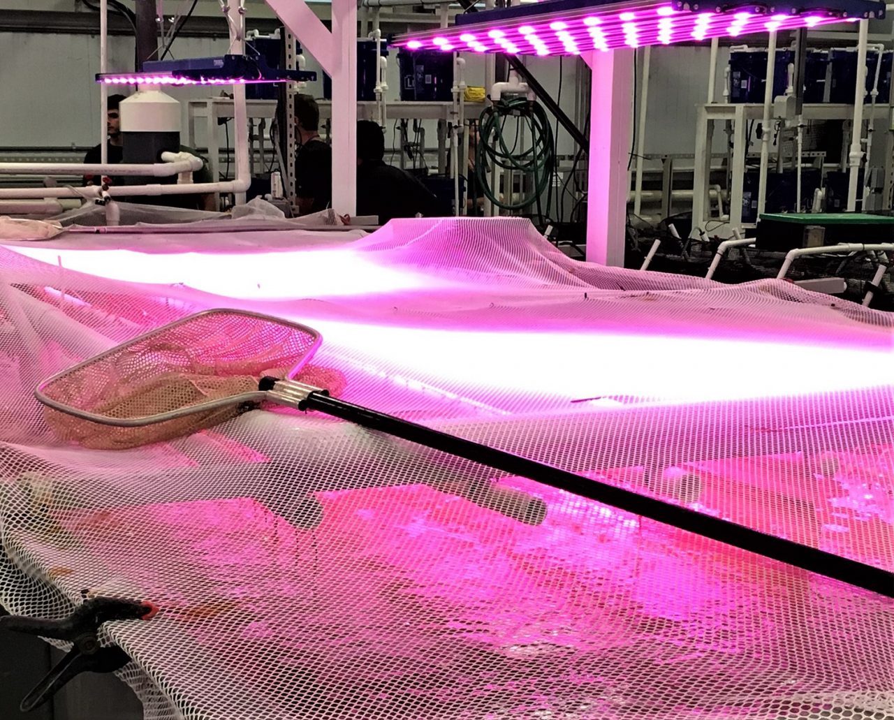 Ultraviolet A photoperiod regimes have varying effects on Pacific white ...