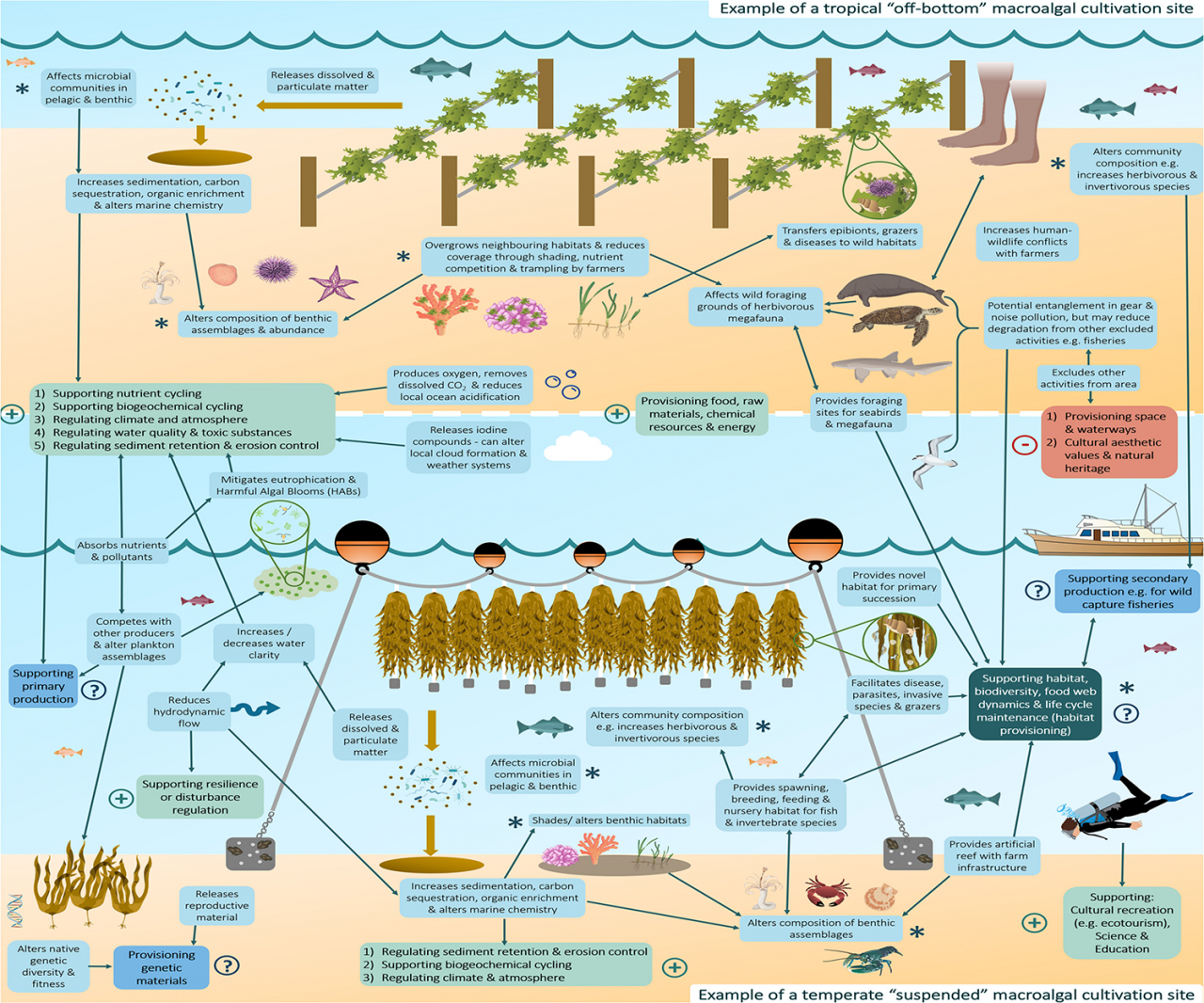 Quantifying habitat provisioning at macroalgae cultivation locations ...