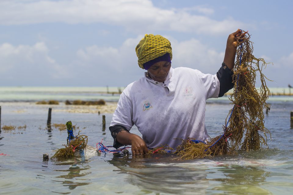 Quantifying habitat provisioning at macroalgae cultivation locations ...