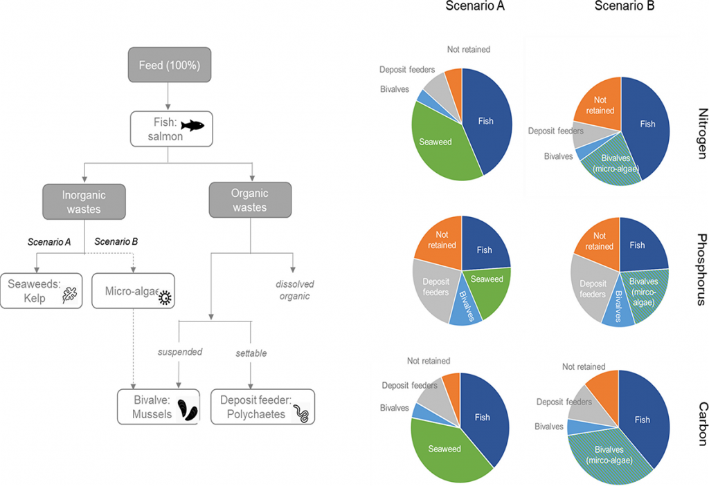 Nutrient retention efficiencies in integrated multi-trophic aquaculture ...