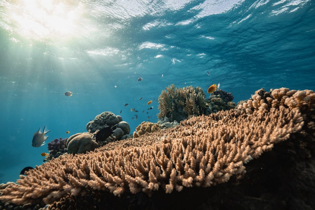 Neom plans to be the green city on the Red Sea with a blue foods focus ...