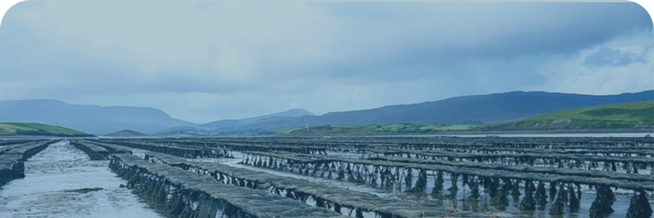 The Environmental Impact of Aquaculture: Responsible Seafood