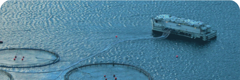 The Environmental Impact of Aquaculture: Responsible Seafood