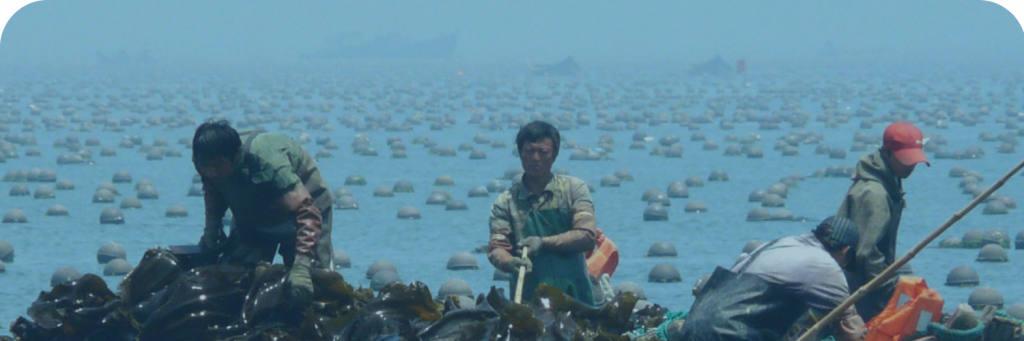 The Environmental Impact of Aquaculture: Responsible Seafood