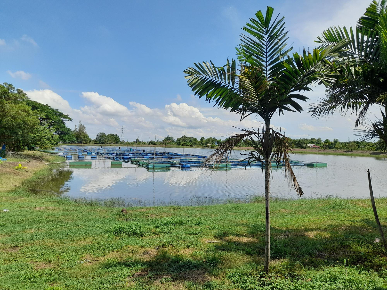 Aquafeed additive from Adisseo can reduce the impact of bacterial ...