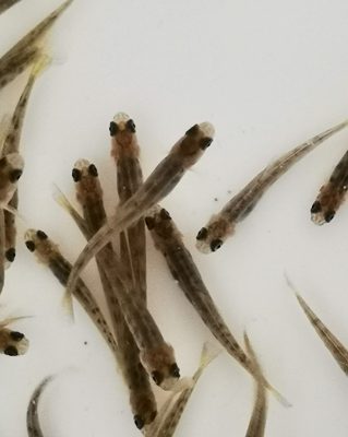 Might one small urban fish farm wake up Quebec's aquaculture industry ...