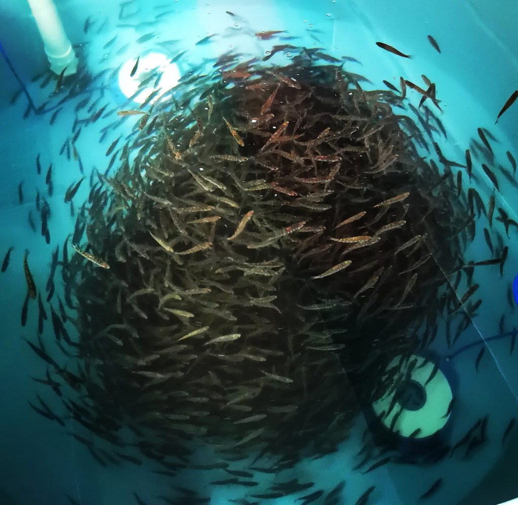 Might one small urban fish farm wake up Quebec's aquaculture industry ...