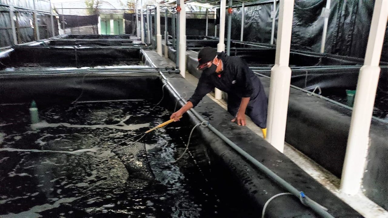 World’s first fully integrated Pacific white shrimp genomic selection ...