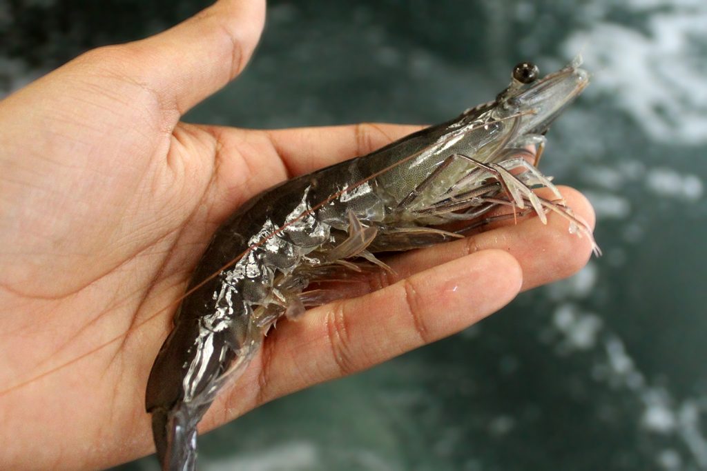 World’s first fully integrated Pacific white shrimp genomic selection ...