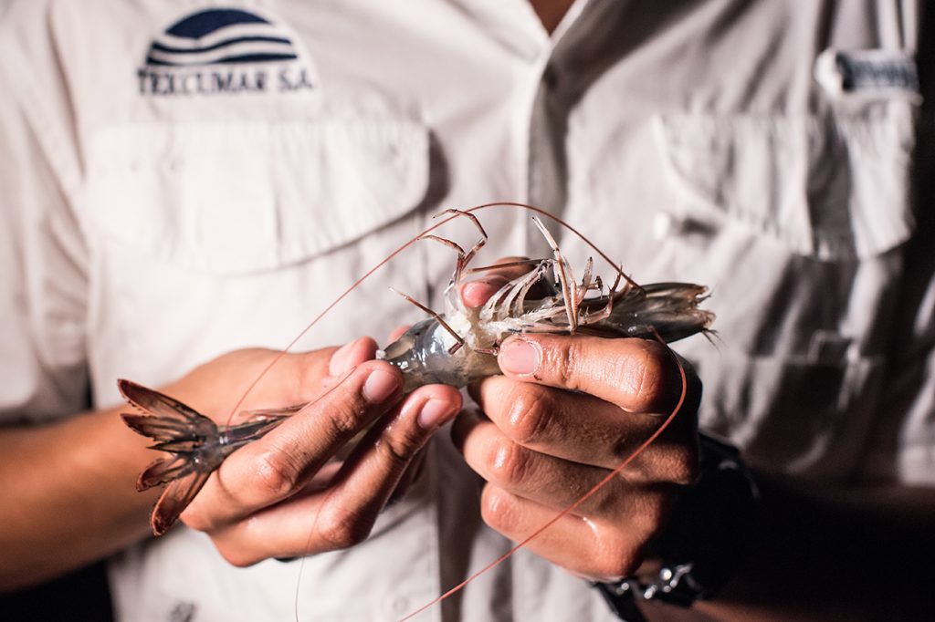 World’s first fully integrated Pacific white shrimp genomic selection ...