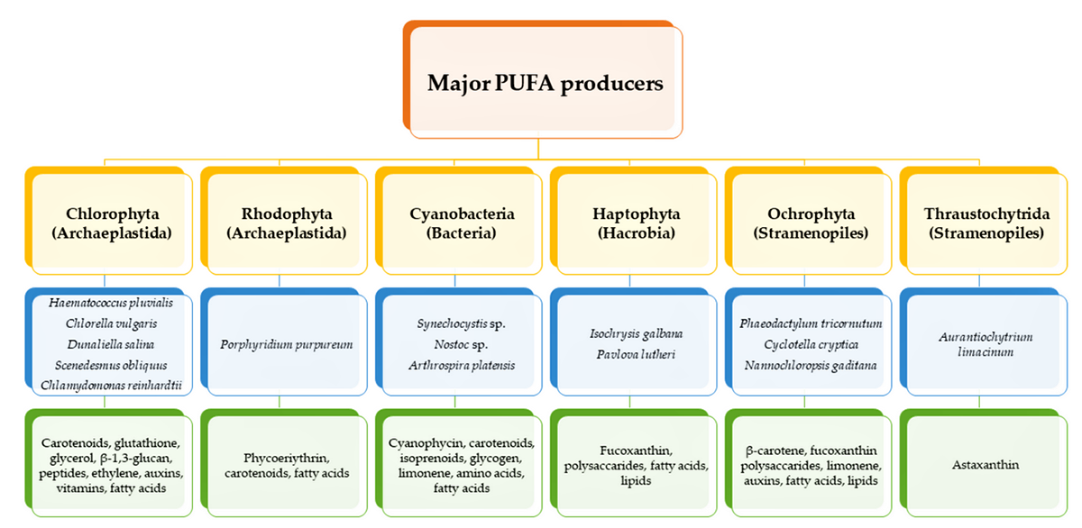 Potential for production of highly valuable PUFAs from microalgae ...
