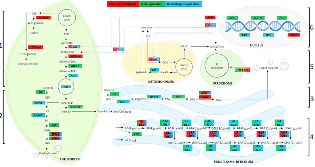 Potential for production of highly valuable PUFAs from microalgae ...