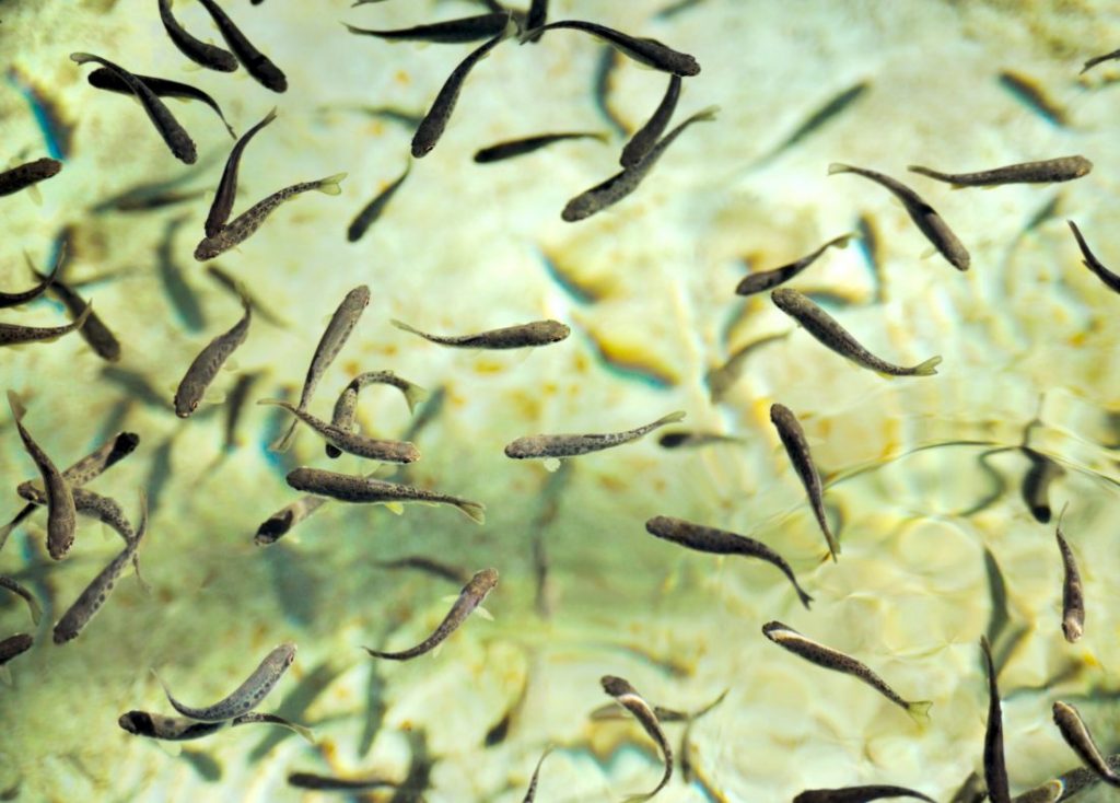 What are Seafood Hatcheries?