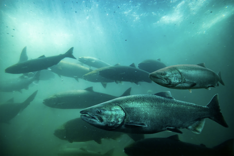 Biotechnology advances aquaculture and preserves species diversity ...