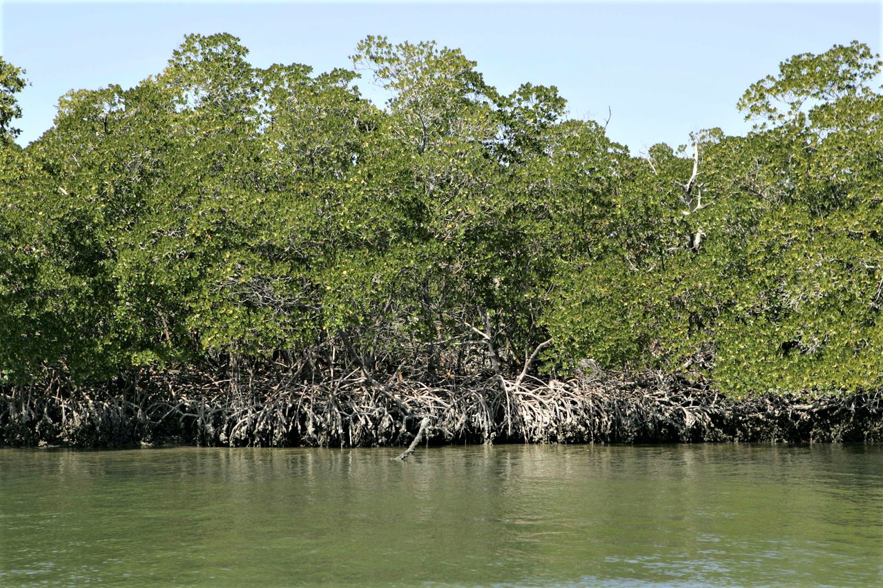 Mangrove Plants