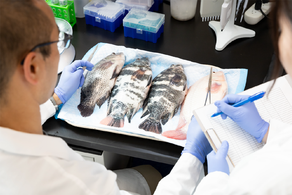 With tools like CRISPR, can genome editing deliver more resilience for ...