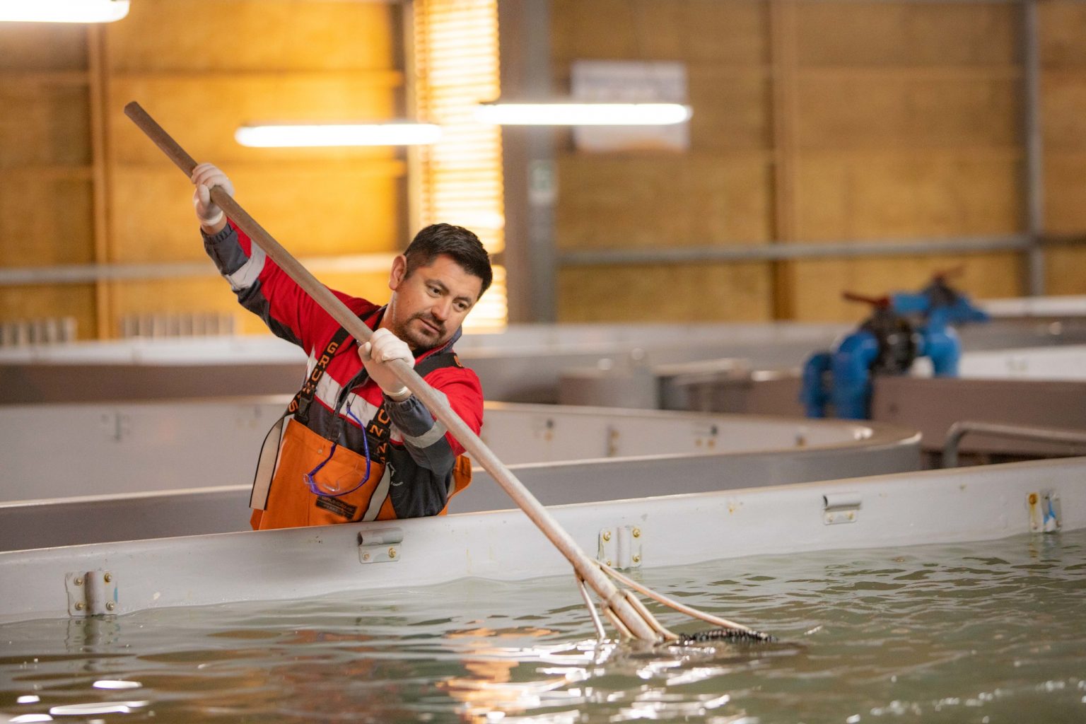 What are Seafood Hatcheries?