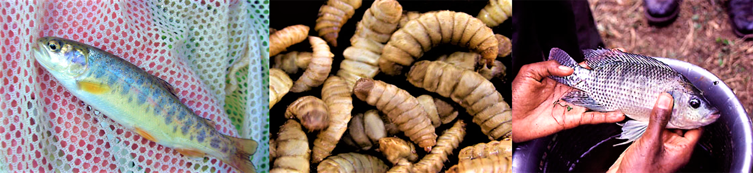 Chitin digestibility and intestinal enzyme activity in Nile tilapia and ...